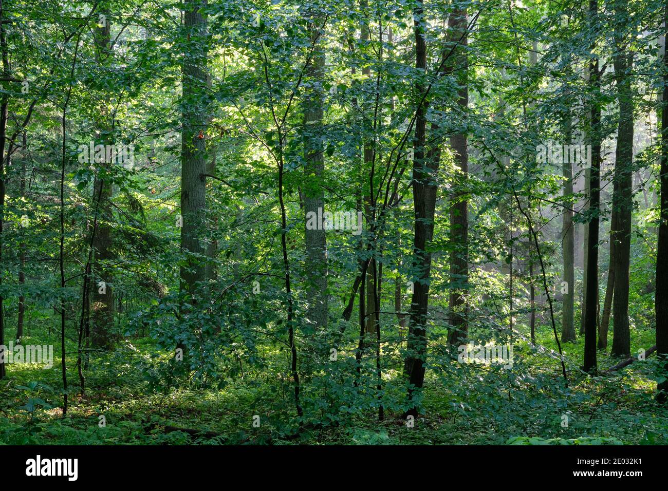 Sunbeam entering rich deciduous forest in misty morning, Bialowieza ...