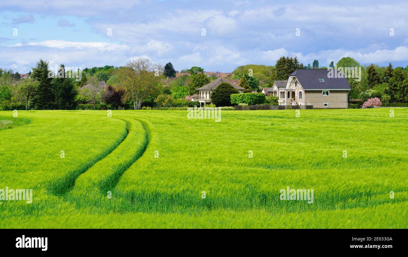 Harvest terrace wheat hi-res stock photography and images - Alamy