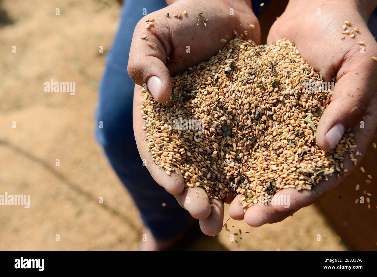 TURKEY, Adana, sesame farming , dry sesame seeds / TUERKEI, Adana ...