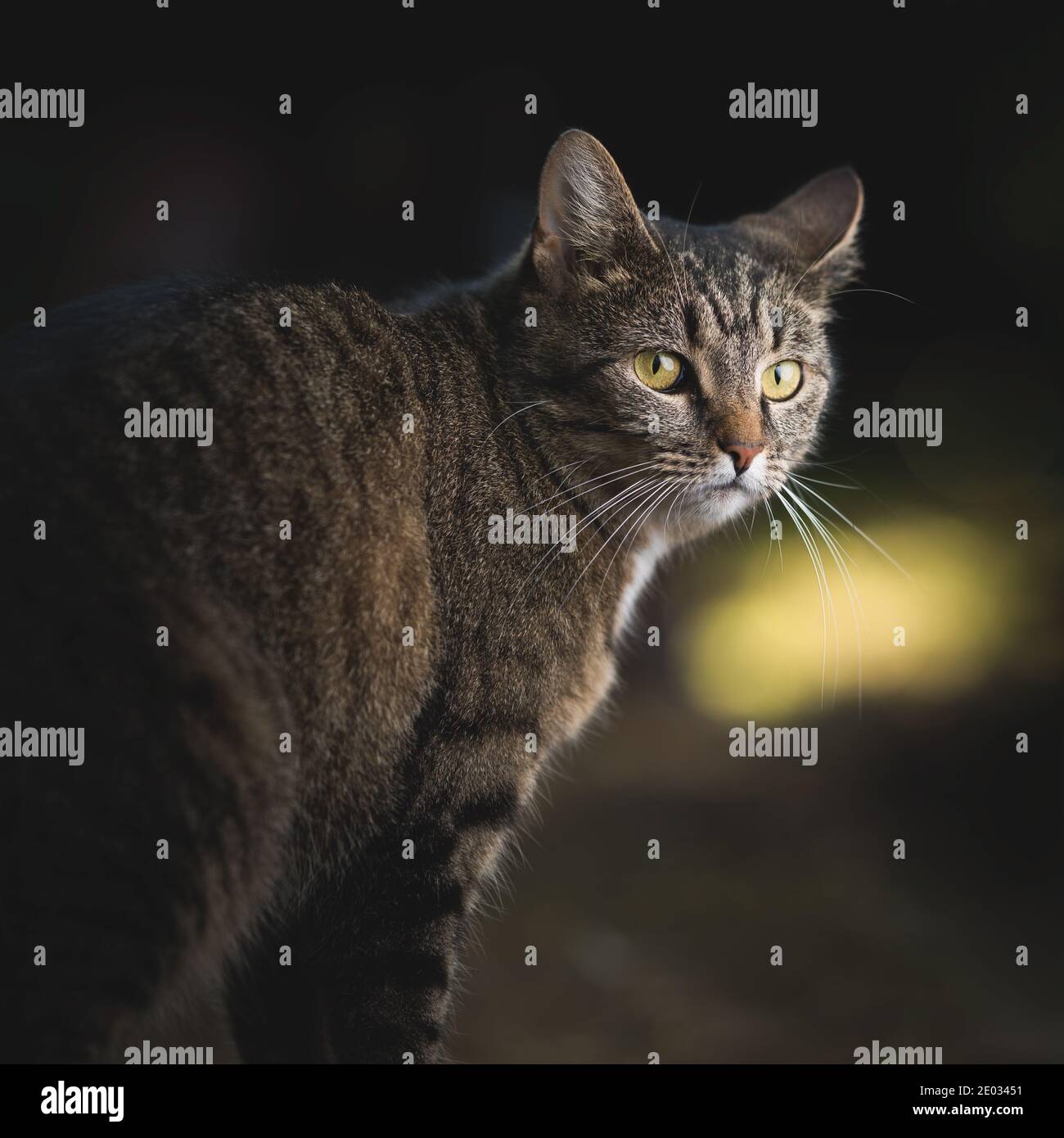illuminated close up portrait of a tabby domestic shorthair cat in the ...