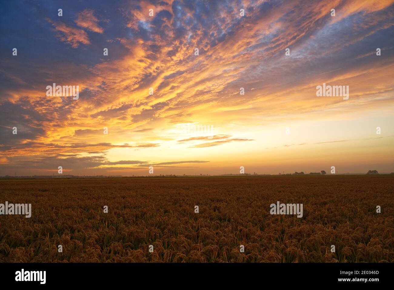 Golden brown grass fields hi-res stock photography and images - Alamy
