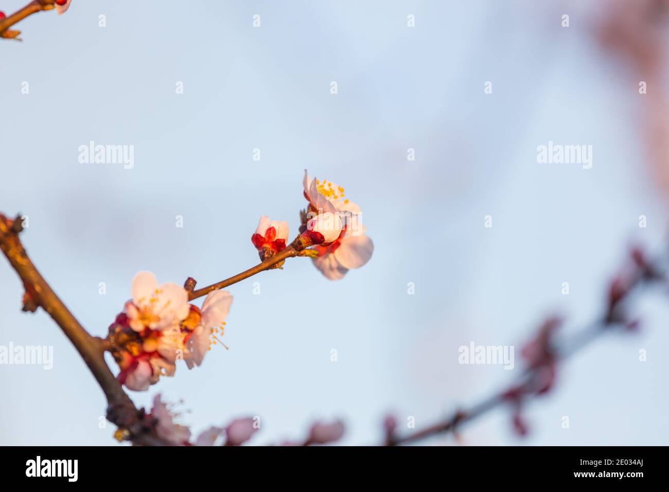 Blossoming tree in spring garden. Beautiful spring natural background ...