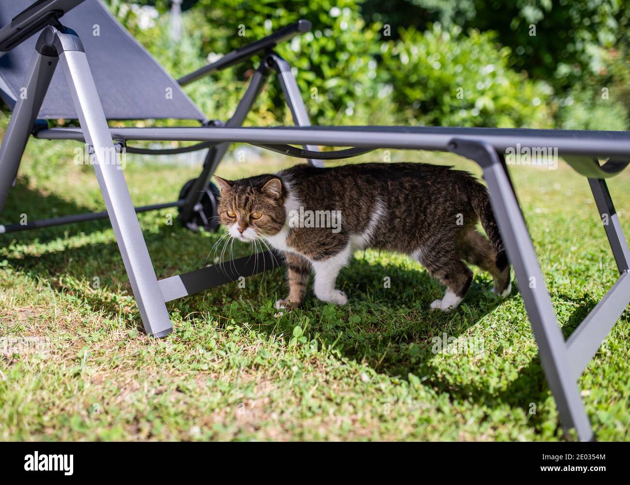 Cat on sunbed hi-res stock photography and images - Alamy