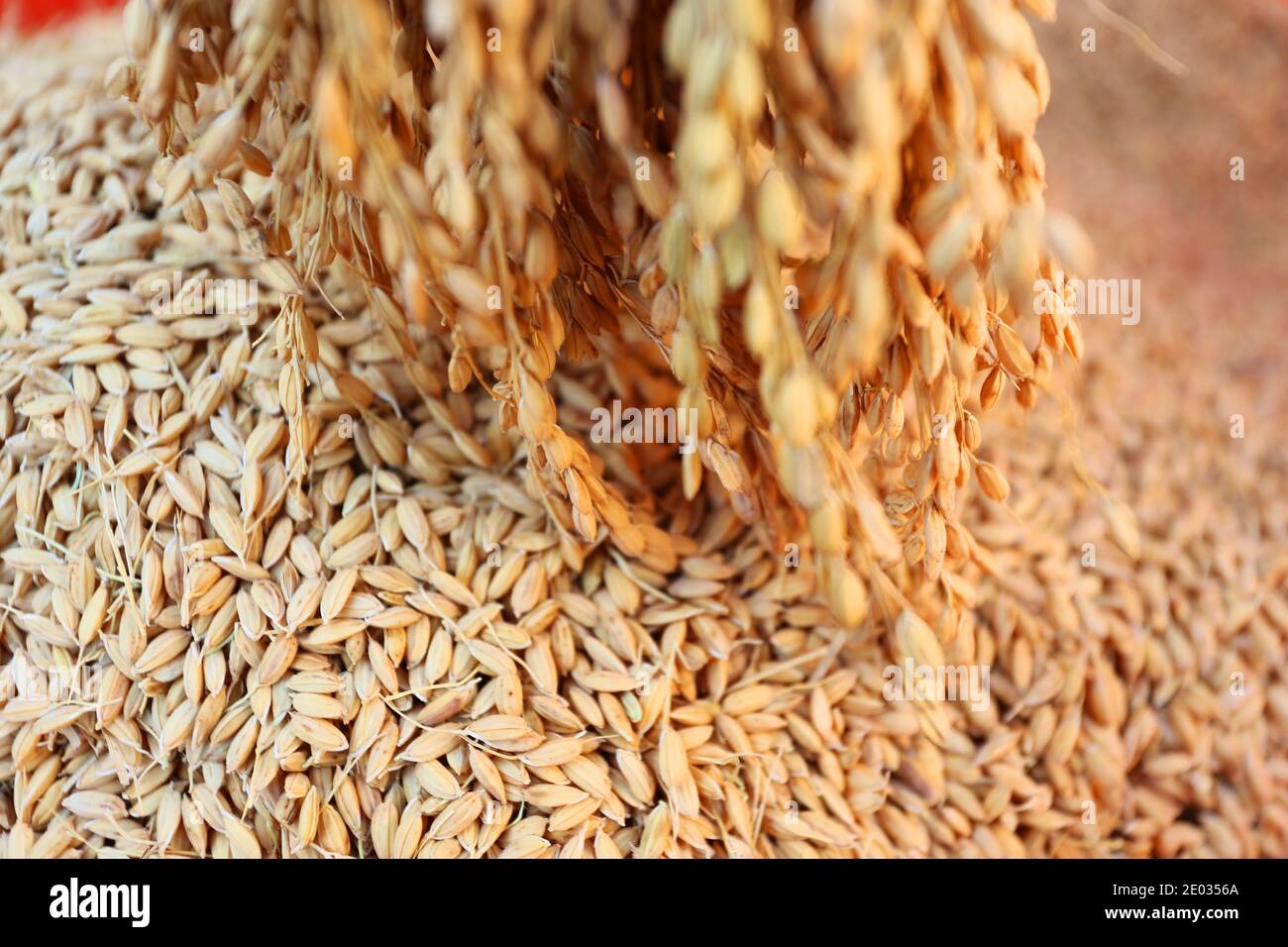 Closeup of wheat grains falling, the process of harvesting organic ...