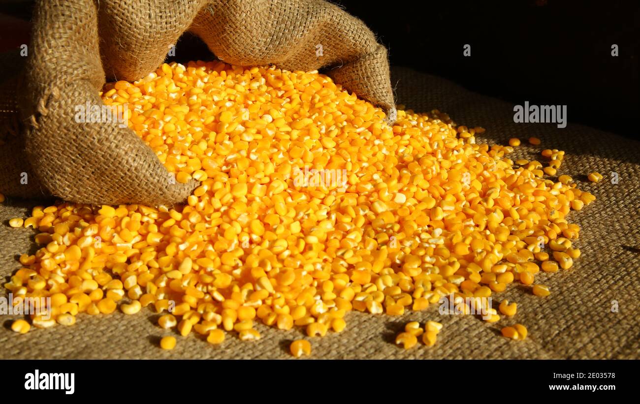 Golden corn grits scattered outside sack. Harvest of organic healthy ...