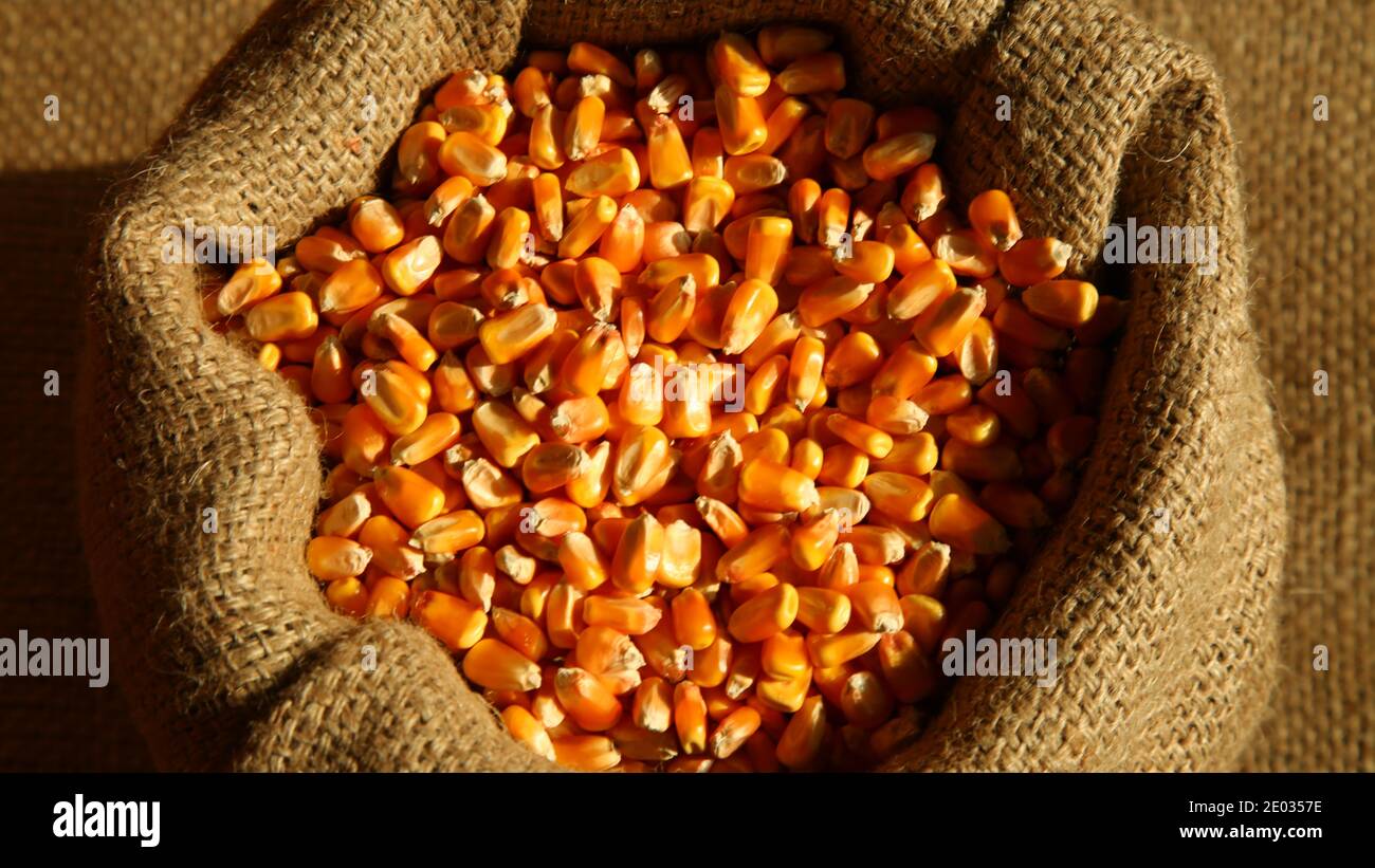 Closeup of corn kernels inside sack, top view of organic crop Stock ...