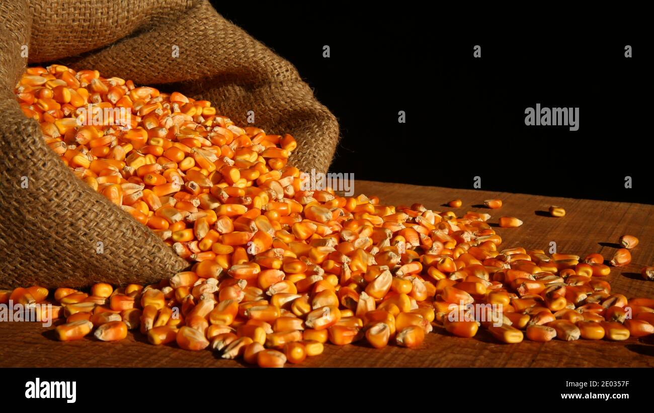 Closeup of corn kernels scattered outside sack, organic food, healthy ...