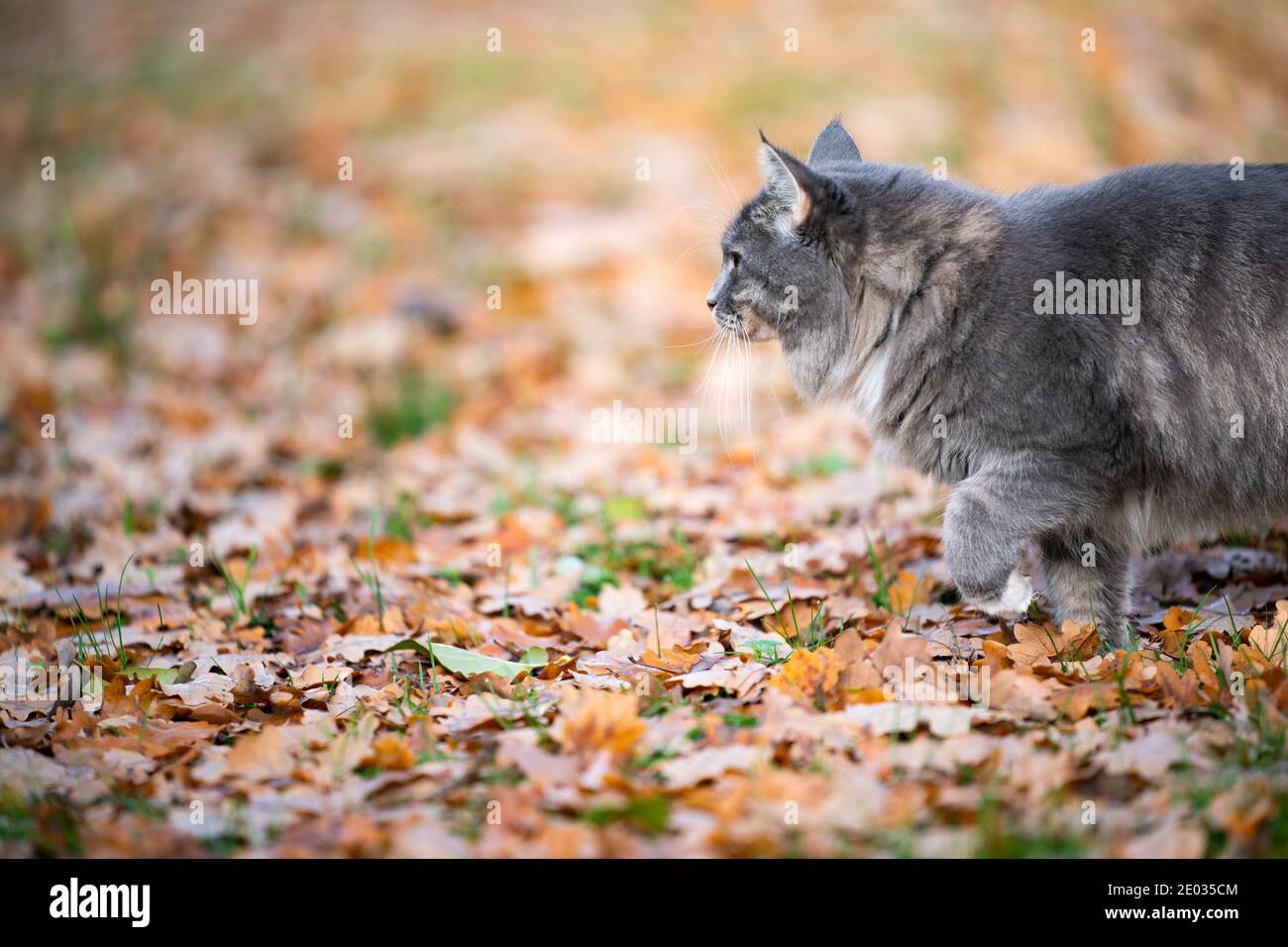 side view of a blue tabby maine coon walking on grass covered with ...