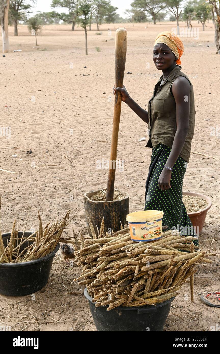 SENEGAL, Sahel, village Ngoxé Djoloff, women pound millet with wooden ...