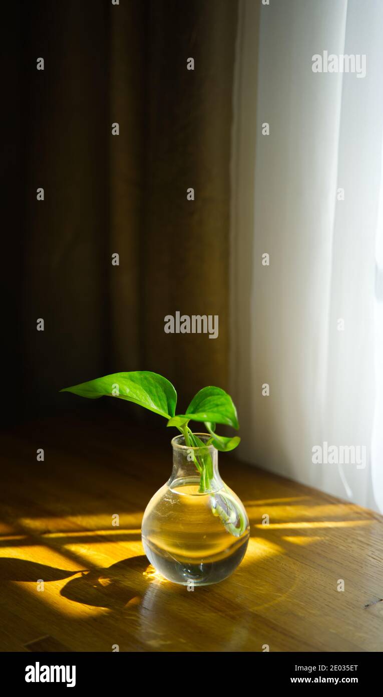 Green plant on wooden desk before window. Sunlight shines on golden ...