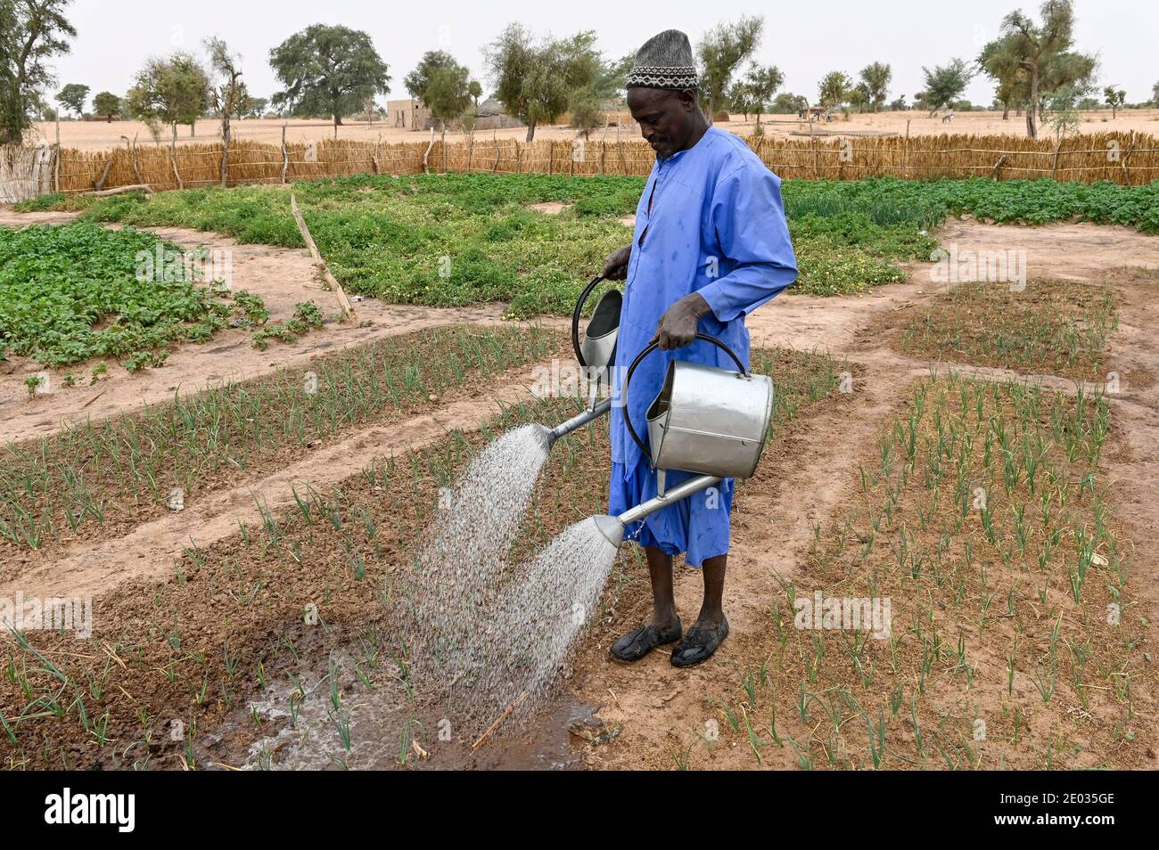 SENEGAL, Sahel, village Ngoxé Djoloff, irrigated vegetable garden ...