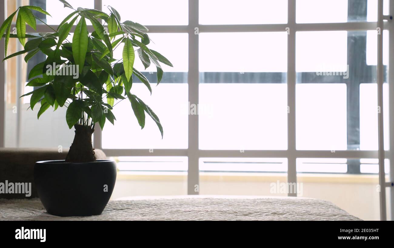 Money tree bonsai before window, home decor, bonsai style, indoor ...