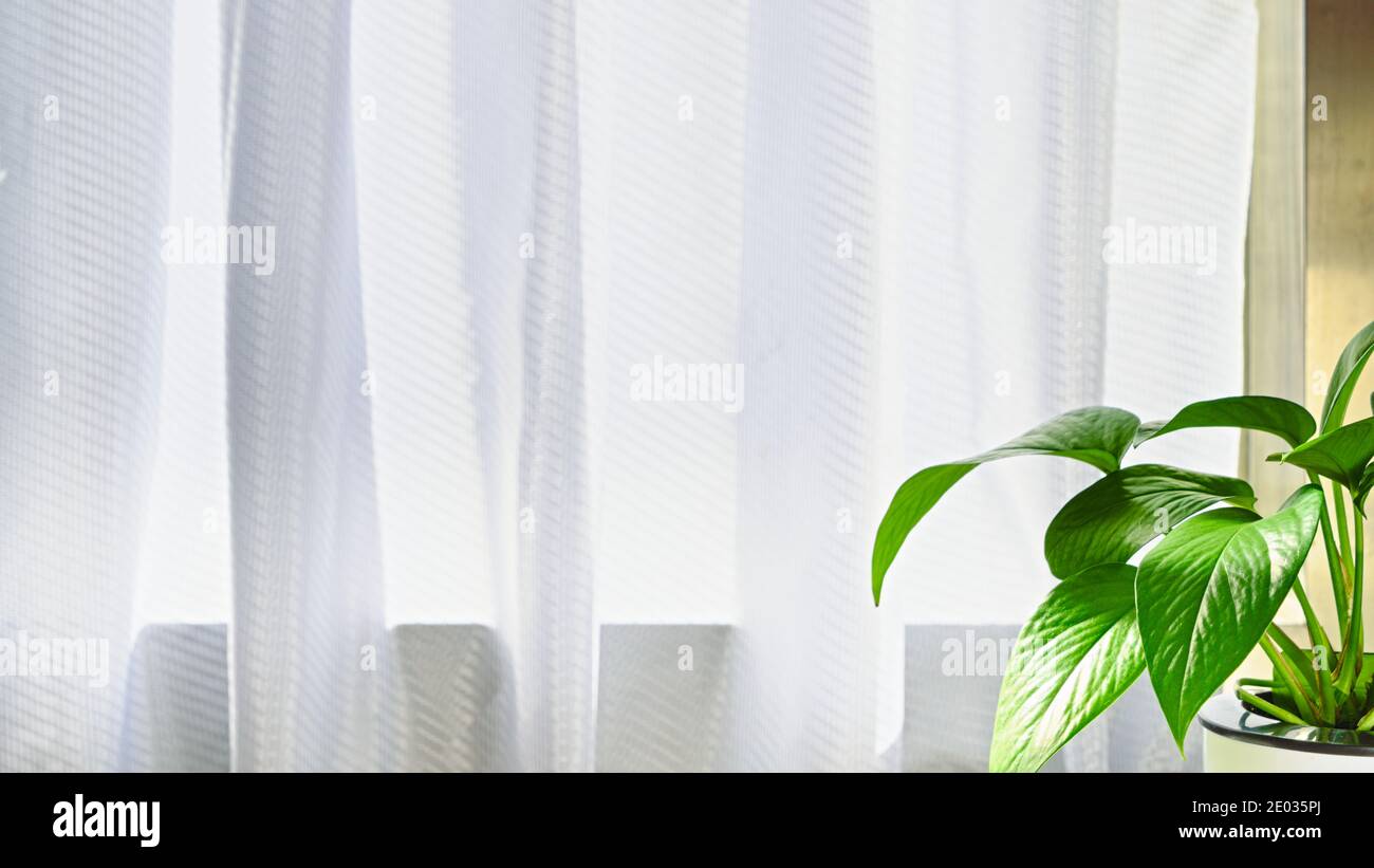 Indoor plant on white gauze curtain background, copy space, simple ...