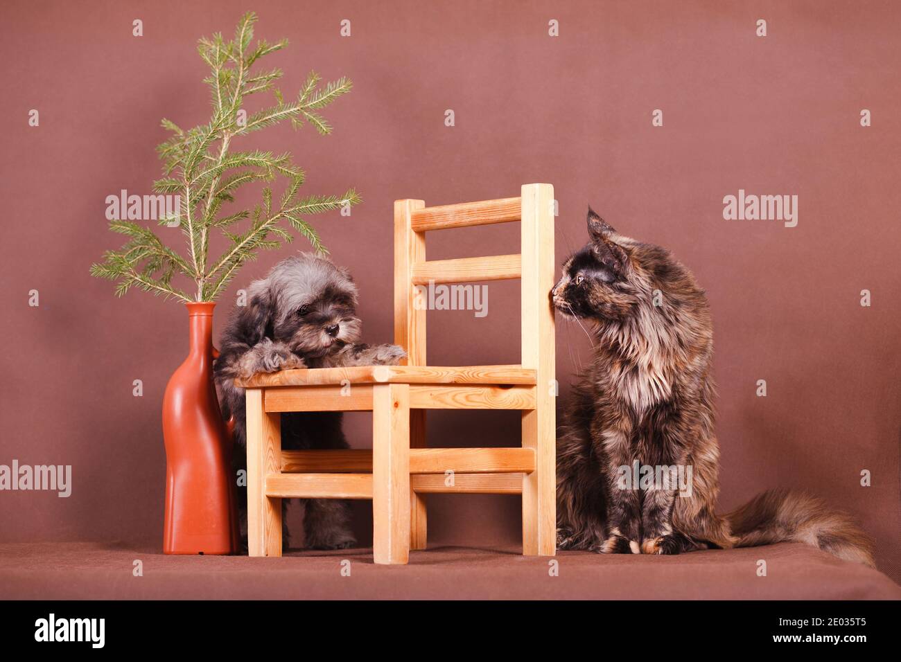 Tortoiseshell maine coon cat watches russian colored lapdog tsvetnaya ...