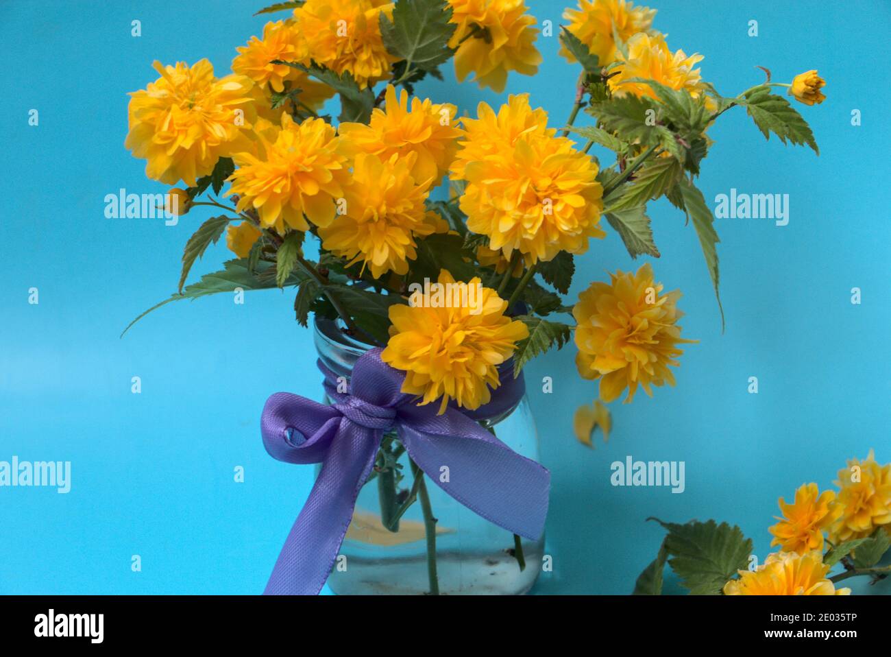 Multiflora Rose High Resolution Stock Photography and Images - Alamy