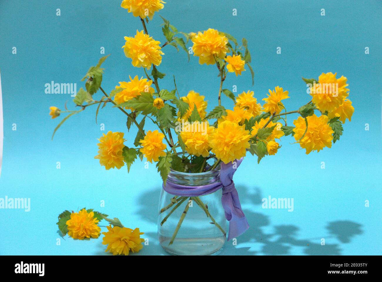Multiflora rose bouquet isolated on blue background, still life Stock ...