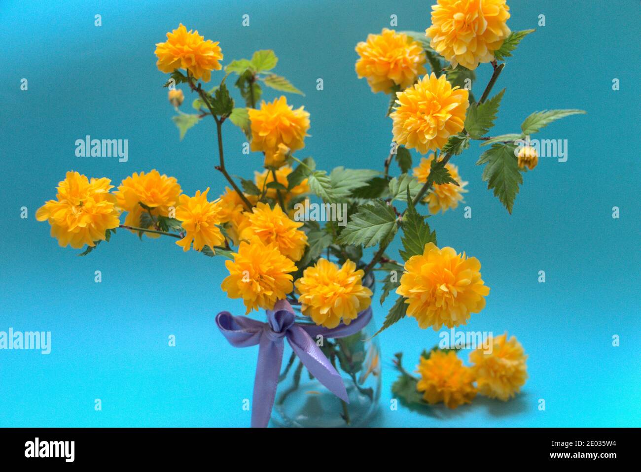 Multiflora rose hi-res stock photography and images - Alamy