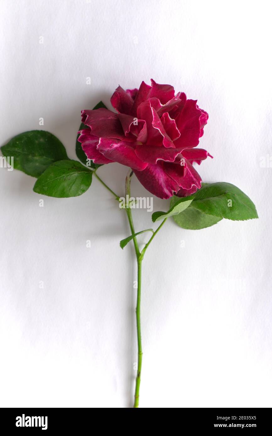 Big red rose hi-res stock photography and images - Alamy
