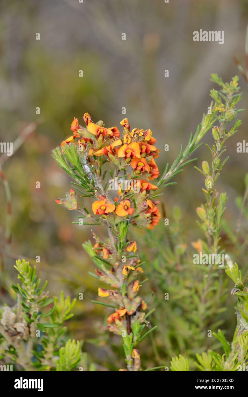 Smooth Parrotpea Dillwynia glaberrima FABACEAE Photographed in Tasmania ...