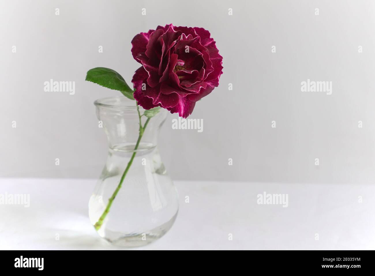 A big red rose in a glass vase, copy space, white background Stock ...