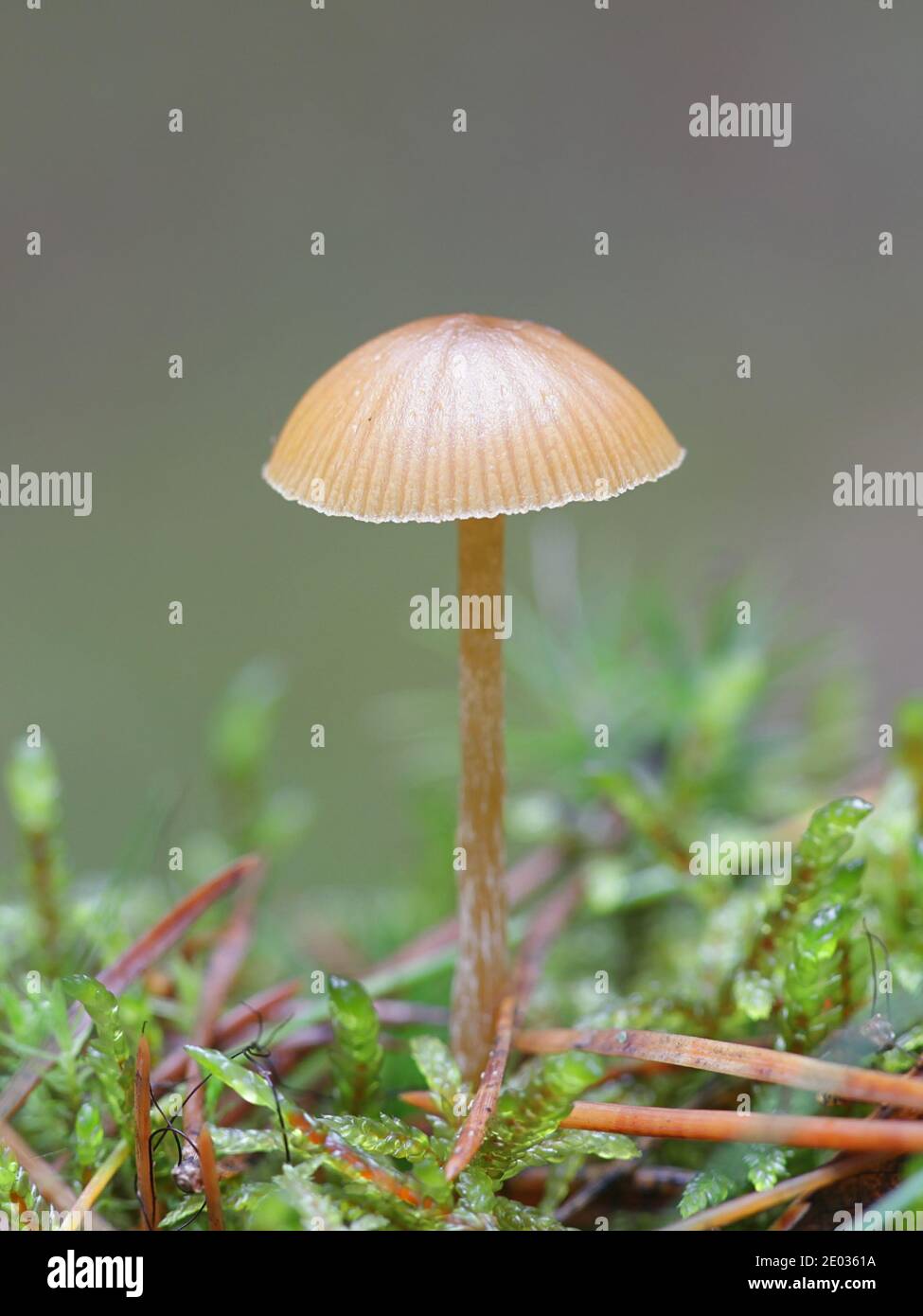 Dwarf bell, Galerina pumila, wild mushroom from Finland Stock Photo - Alamy