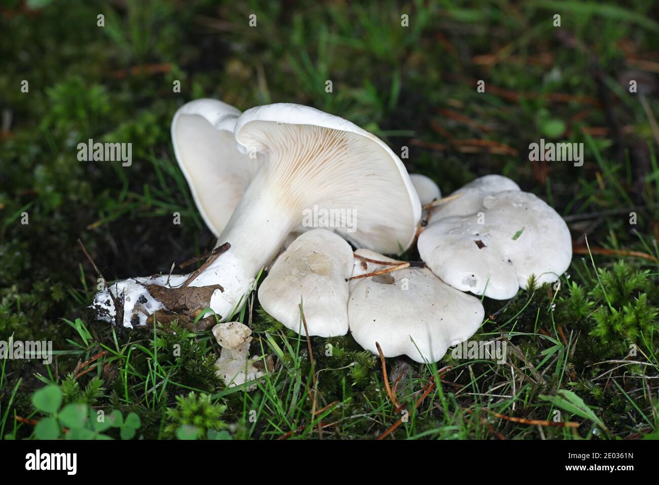 Clitopilus prunulus, commonly known as the miller or the sweetbread ...