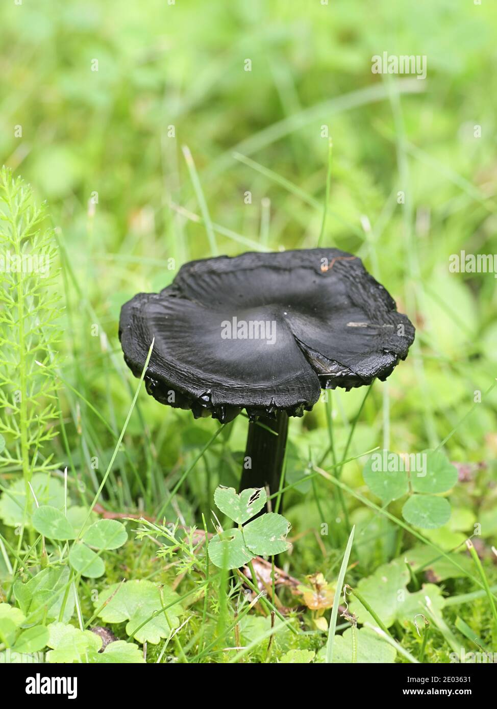 Hygrocybe conica, known as the witch's hat, conical wax cap or conical ...