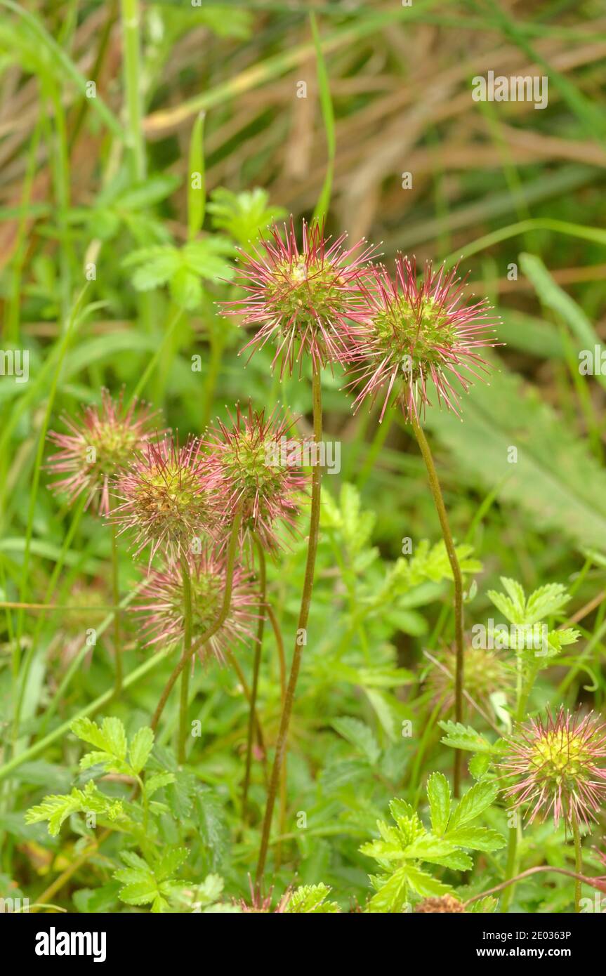 Widgee hi-res stock photography and images - Alamy