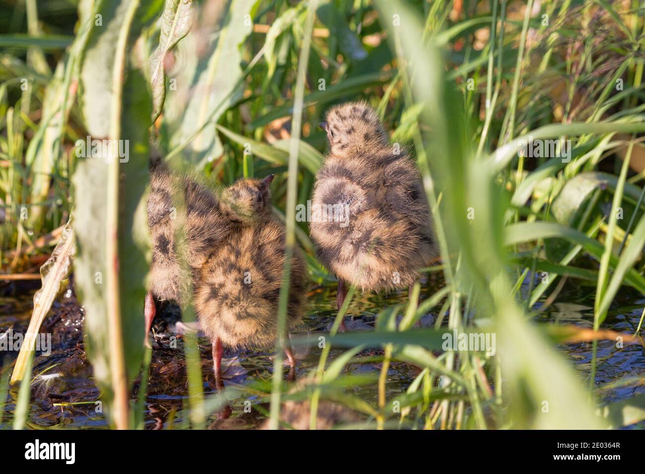 Little Gulls (Larus minutus) chicks (age about a week) in the nest ...