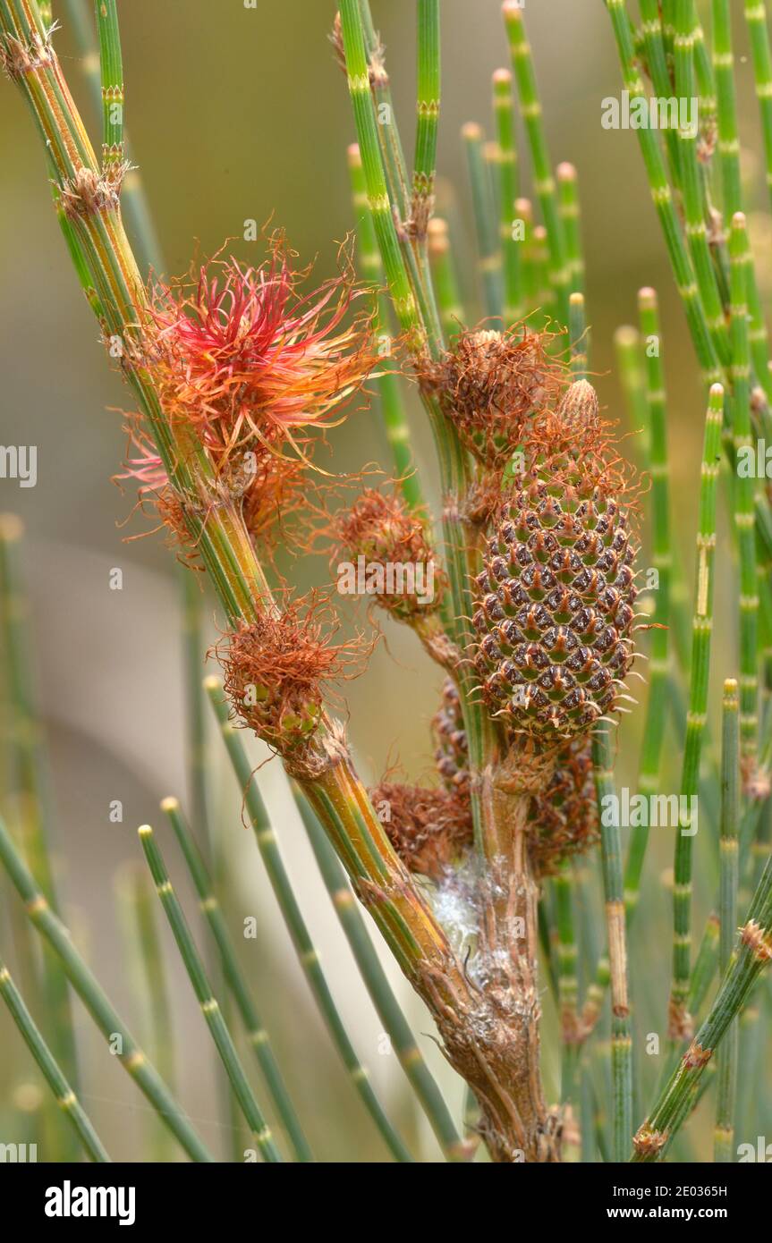 Casuarinaceae hi-res stock photography and images - Alamy