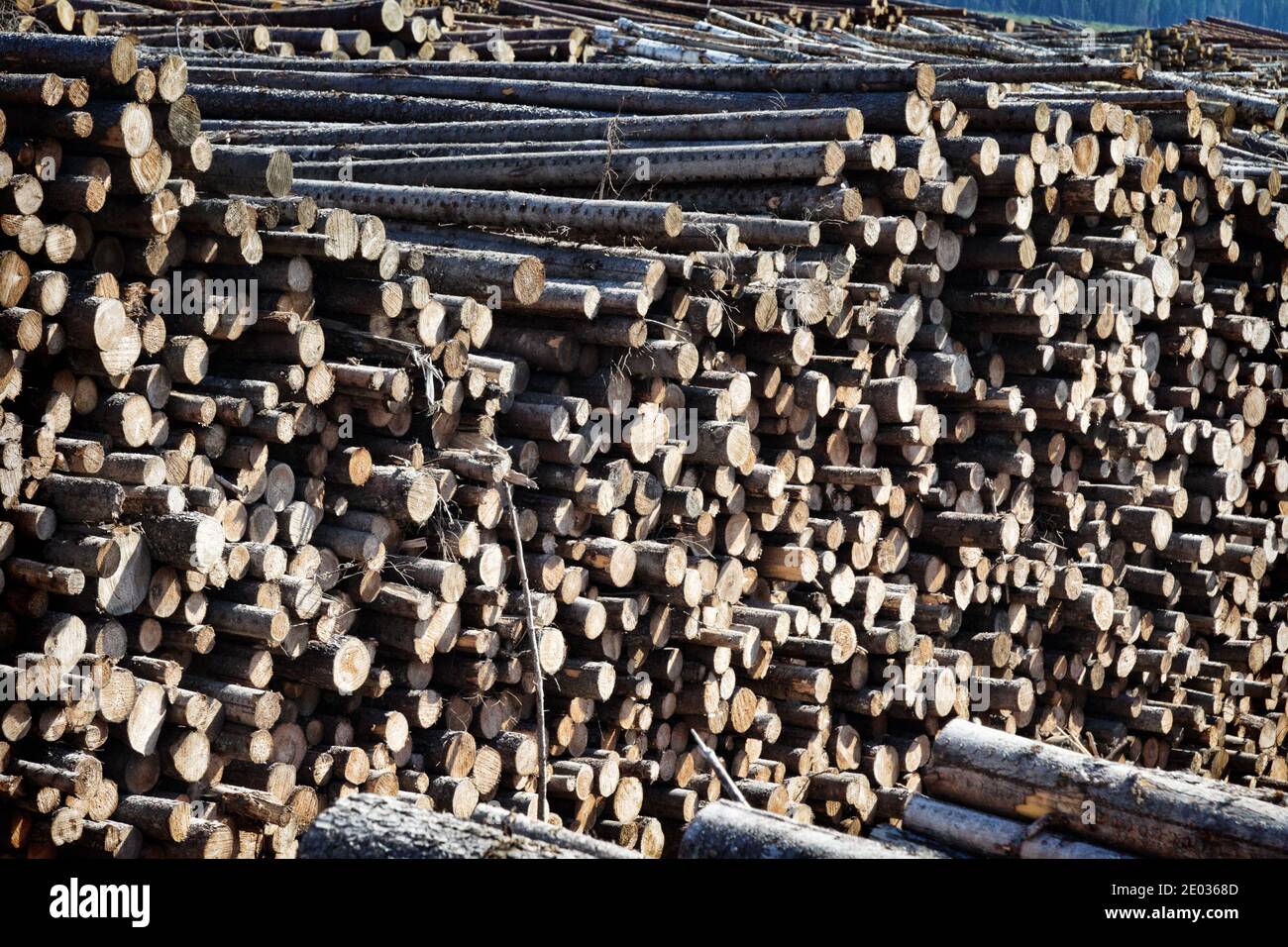 Final cutting and huge stacks of roundwood (pile of logs, fir) in the ...