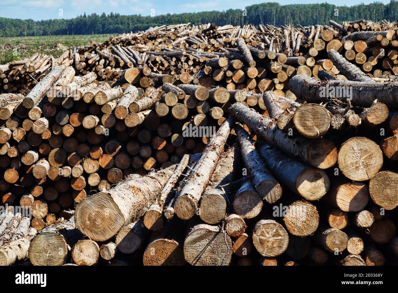 Final cutting and huge stacks of roundwood (pile of logs, fir) in the ...