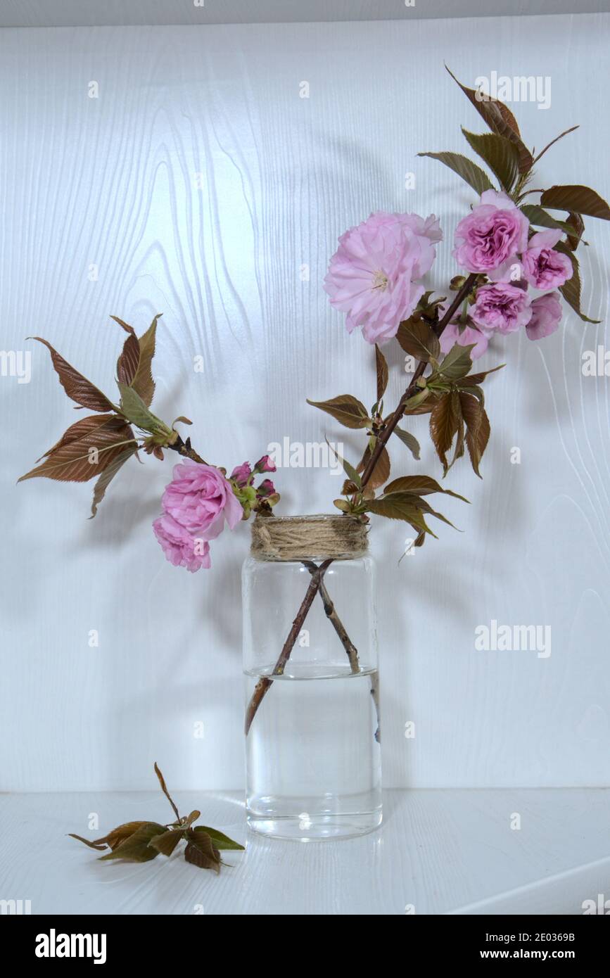 Pink cherry blossom in glass hi-res stock photography and images - Alamy