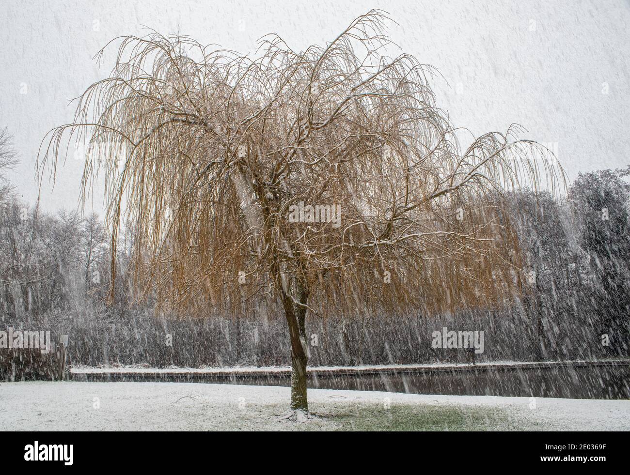 Close up weeping willow tree hi-res stock photography and images - Alamy