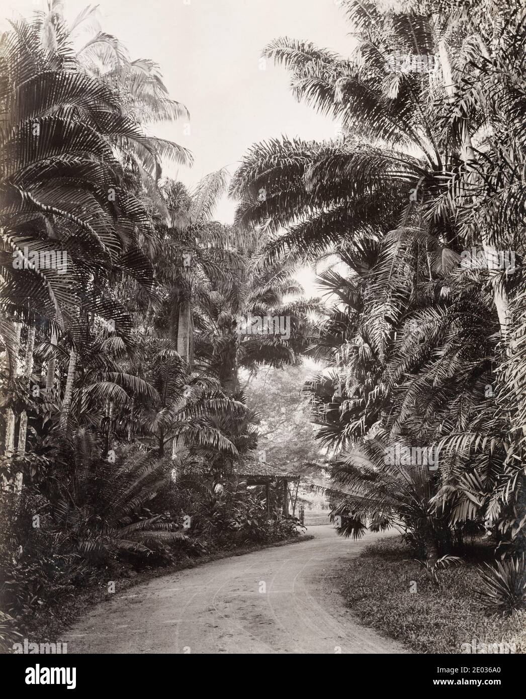 Ceylon, Sri Lanka, vintage 19th century photograph. Royal Botanical ...