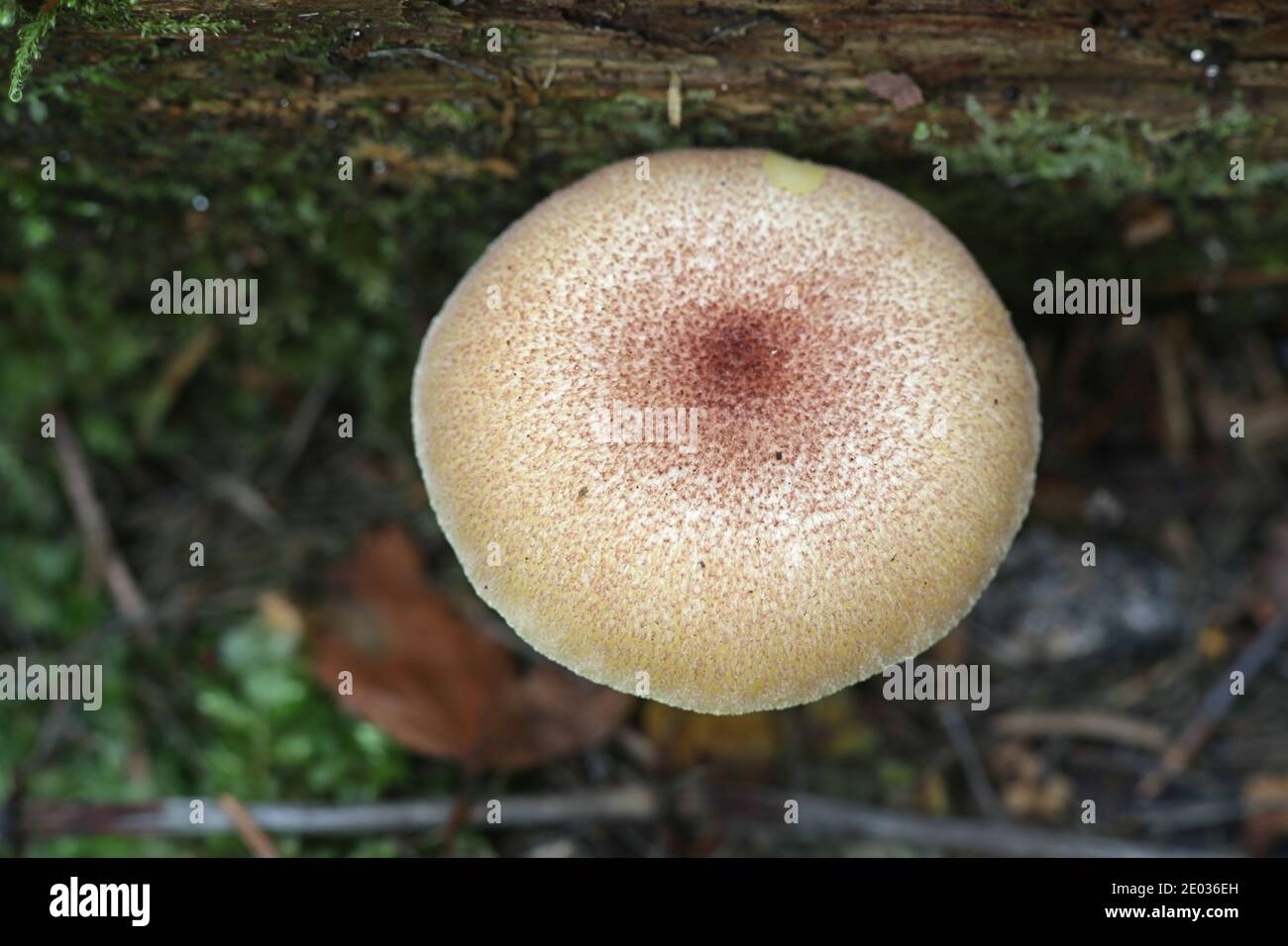 Tricholomopsis rutilans, known as Plums and Custard or Red-haired ...