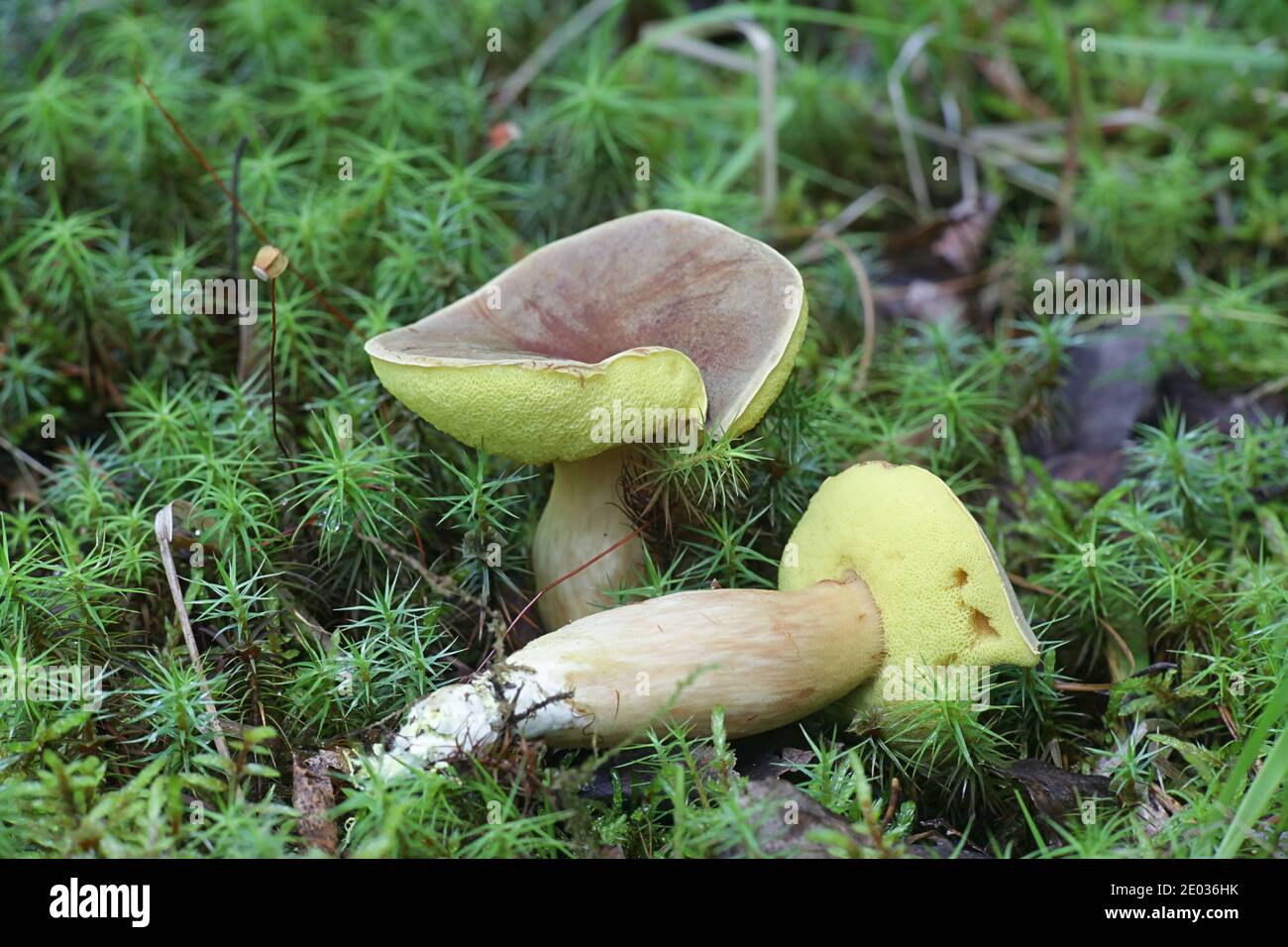 Xerocomus subtomentosus, known as suede bolete, brown and yellow bolete ...