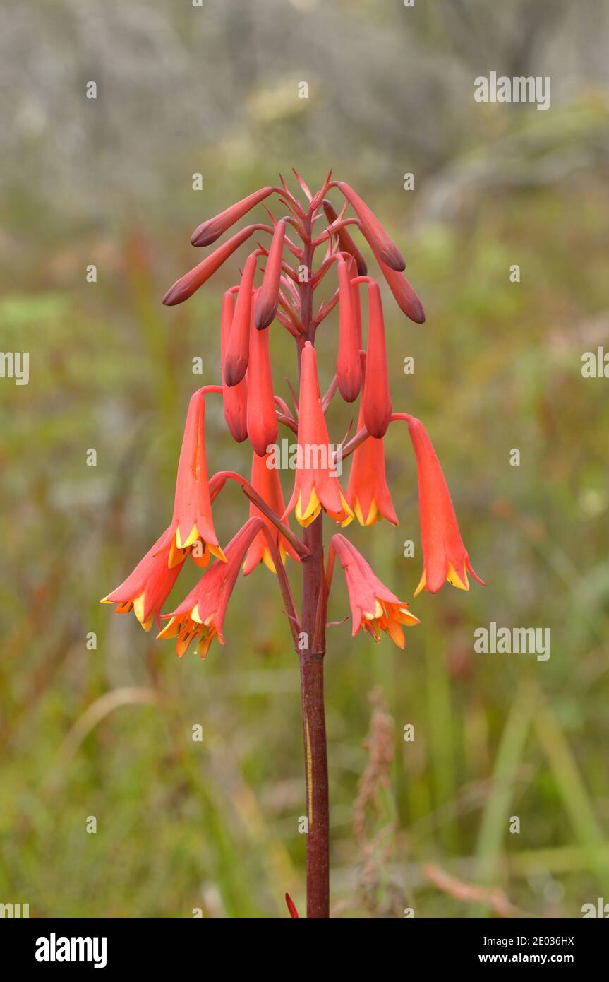 Endemic to christmas island hi-res stock photography and images - Alamy