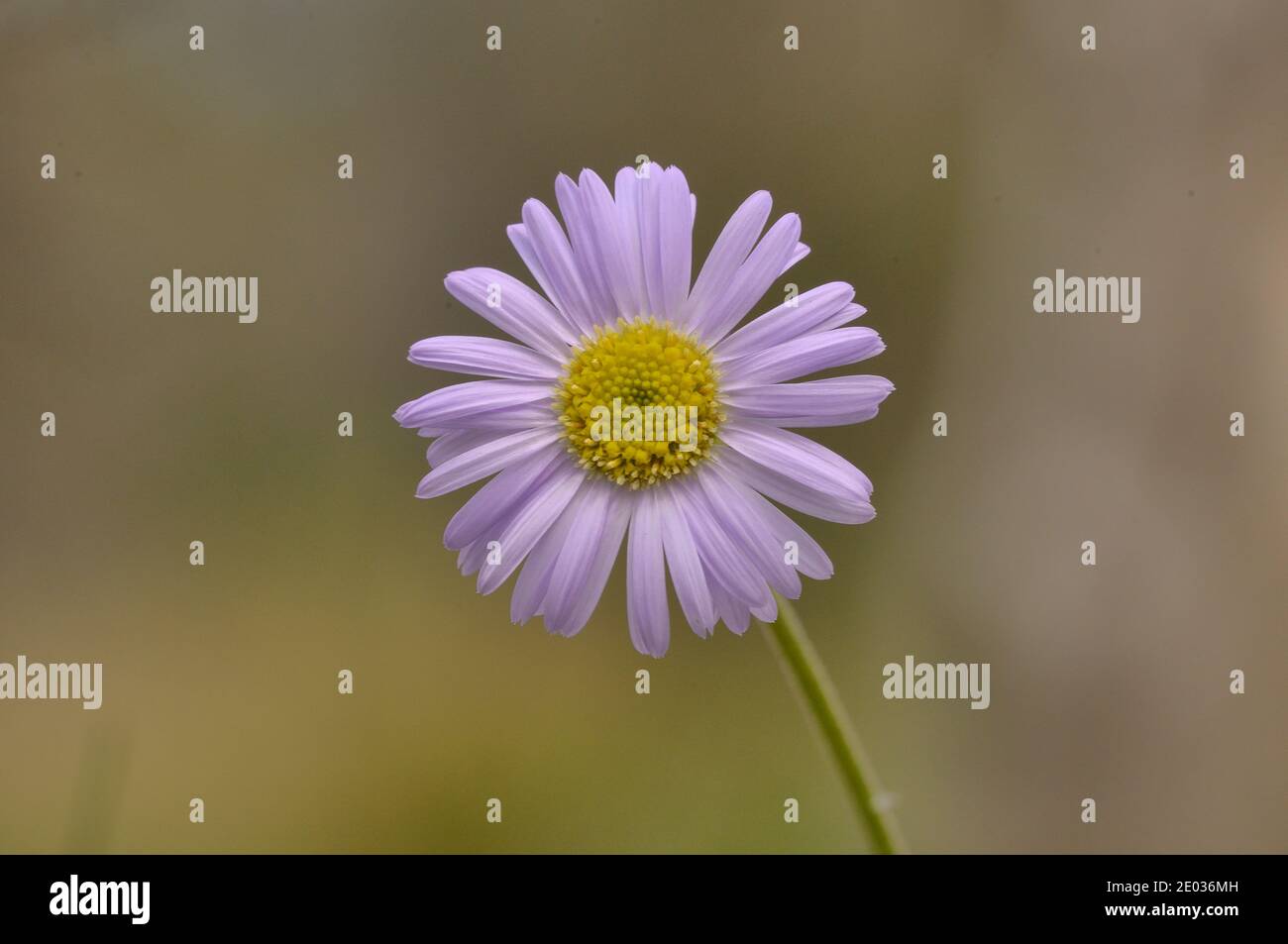 Blue Daisy Brachyscome spathulata Asteraceae Photographed in Tasmania ...
