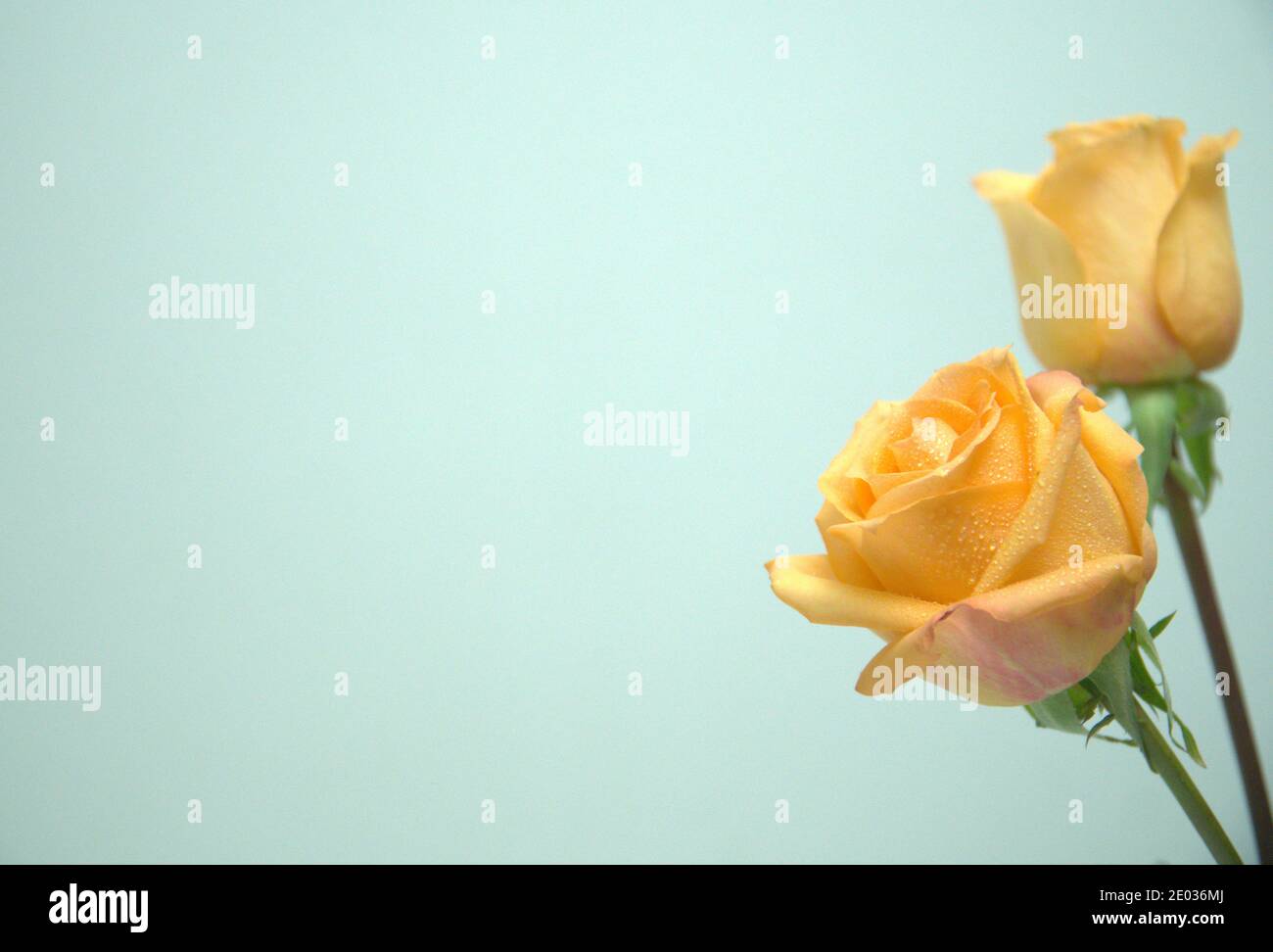 Beautiful yellow rose flower on light blue background, copy space ...