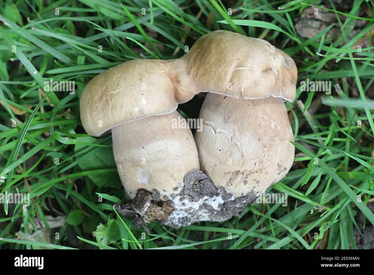 Boletus aestivalis, also called Boletus reticulatus, Summer Cep or ...