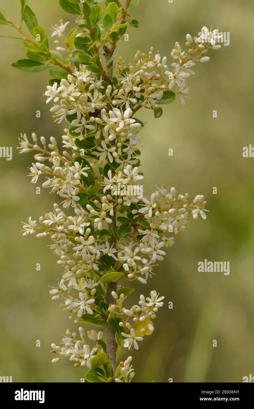 Prickly Box Bursaria spinosa Pittosporaceae Photographed in Tasmania ...
