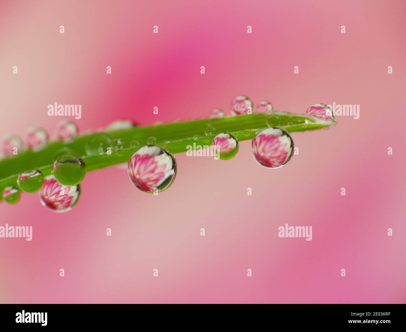 Dew drops under the sunshine Stock Photo - Alamy