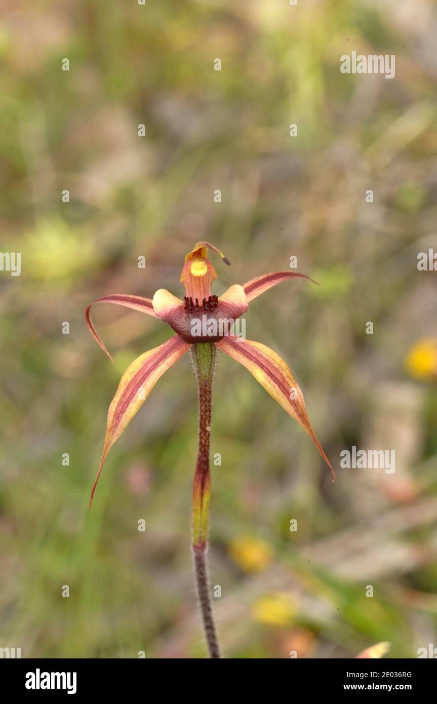 Clubbed Spider Orchid Caladenia clavigera Orchidaceae Photographed in ...