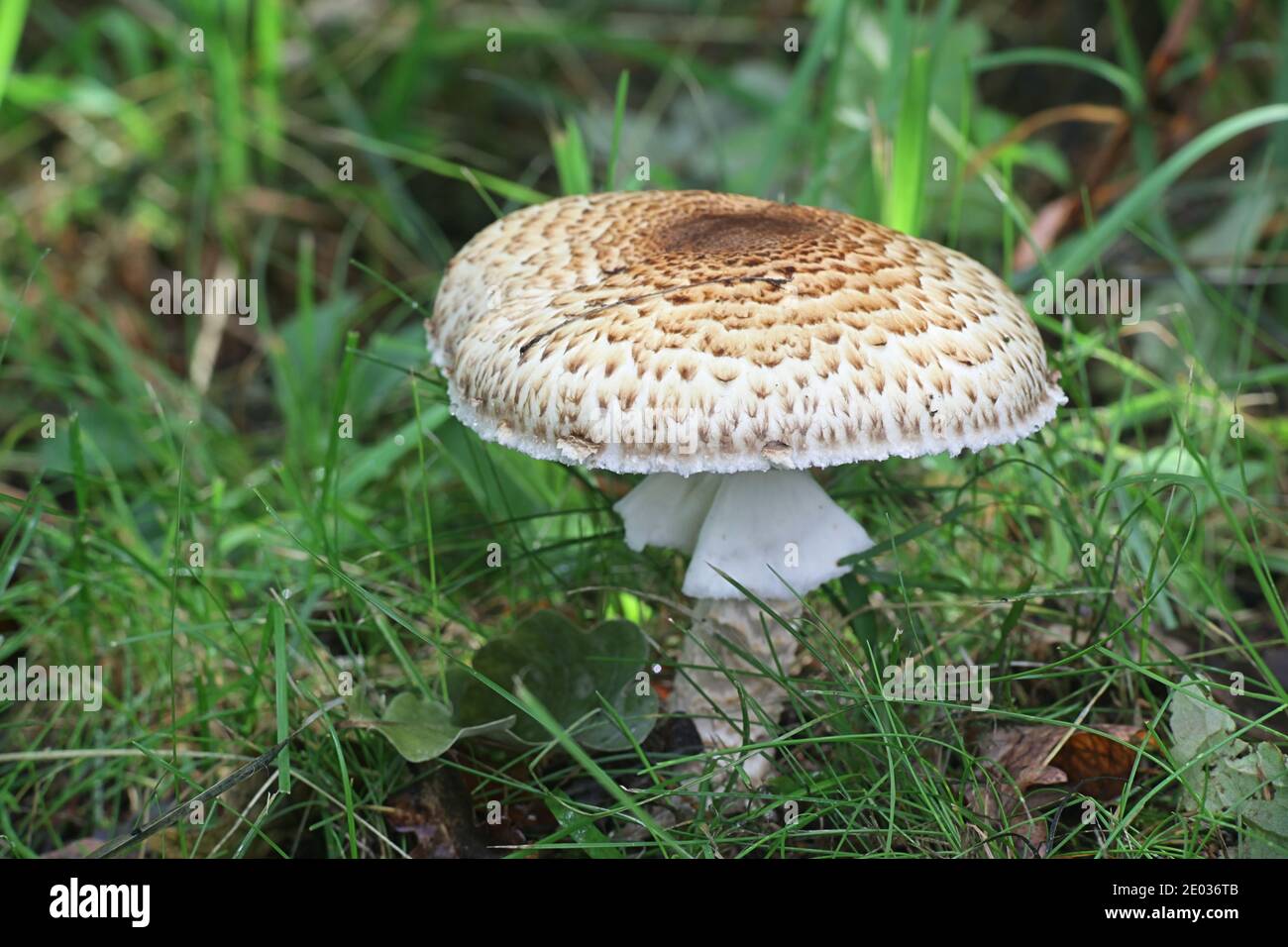 Agaricus augustus, known as the prince, wild edible mushroom from ...