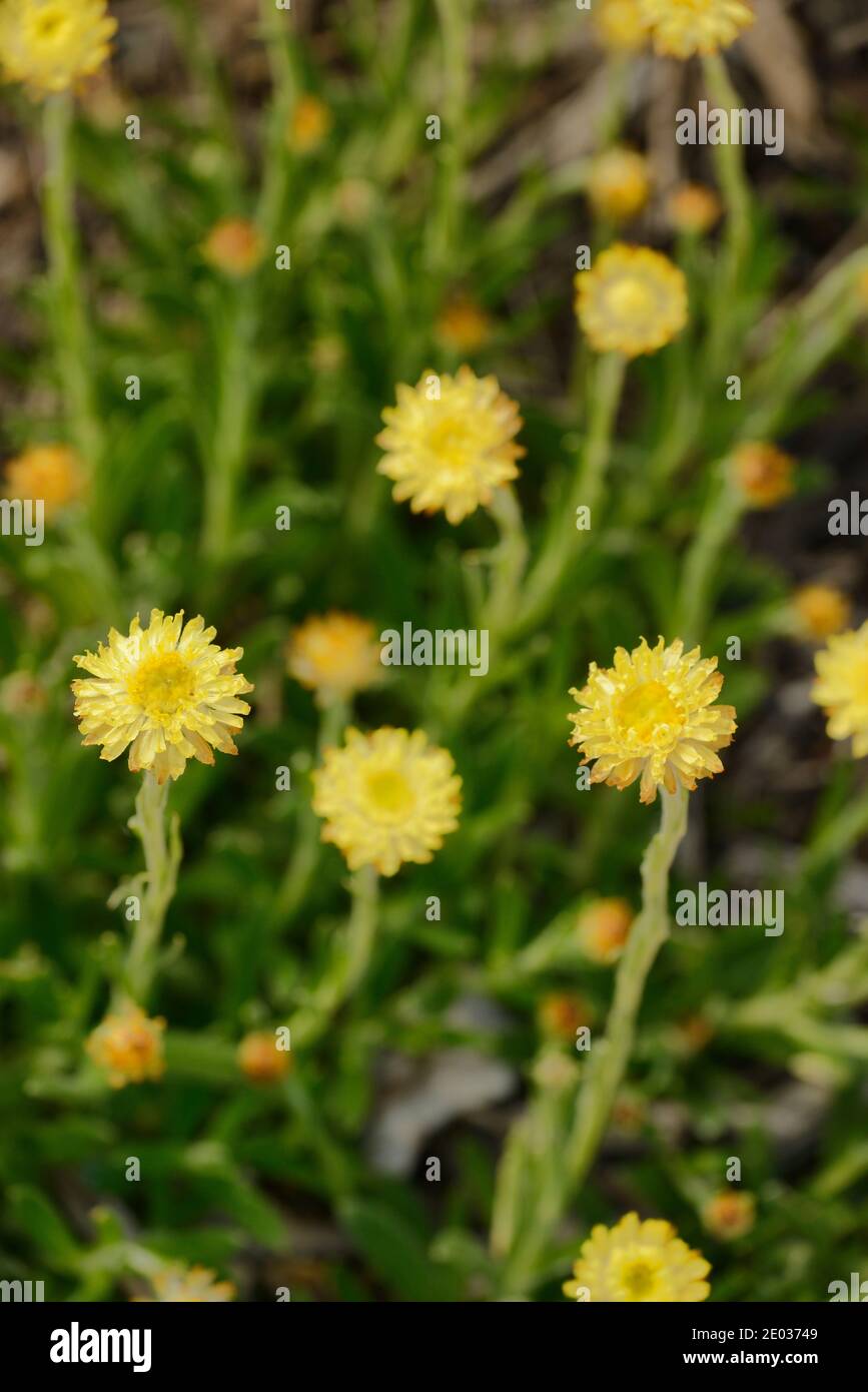 Curling Everlasting Coronidium scorpioides Asteraceae Photographed in ...
