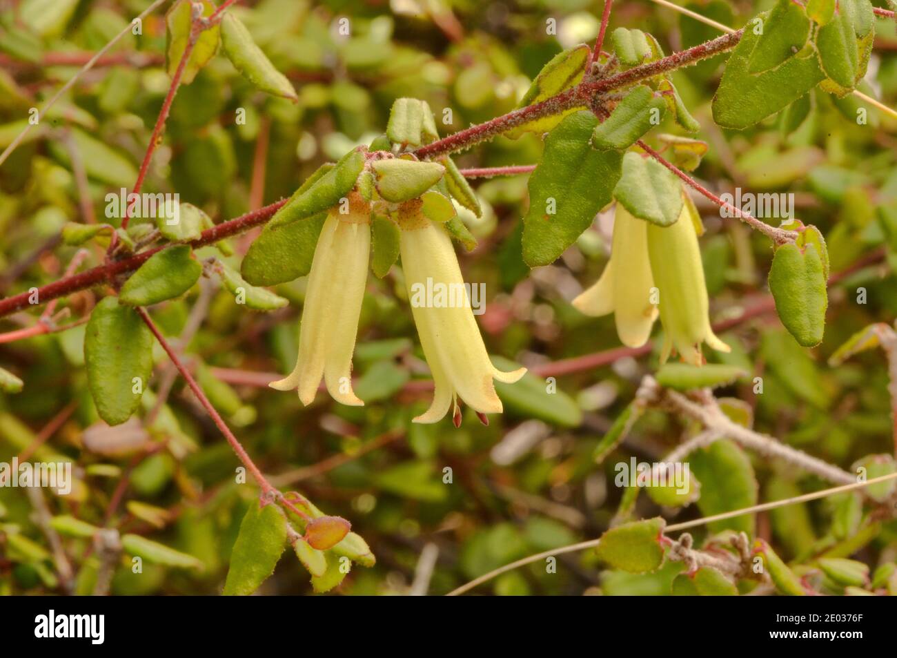 Common Corea Correa reflexa RUTACEAE Photographed in Tasmania ...