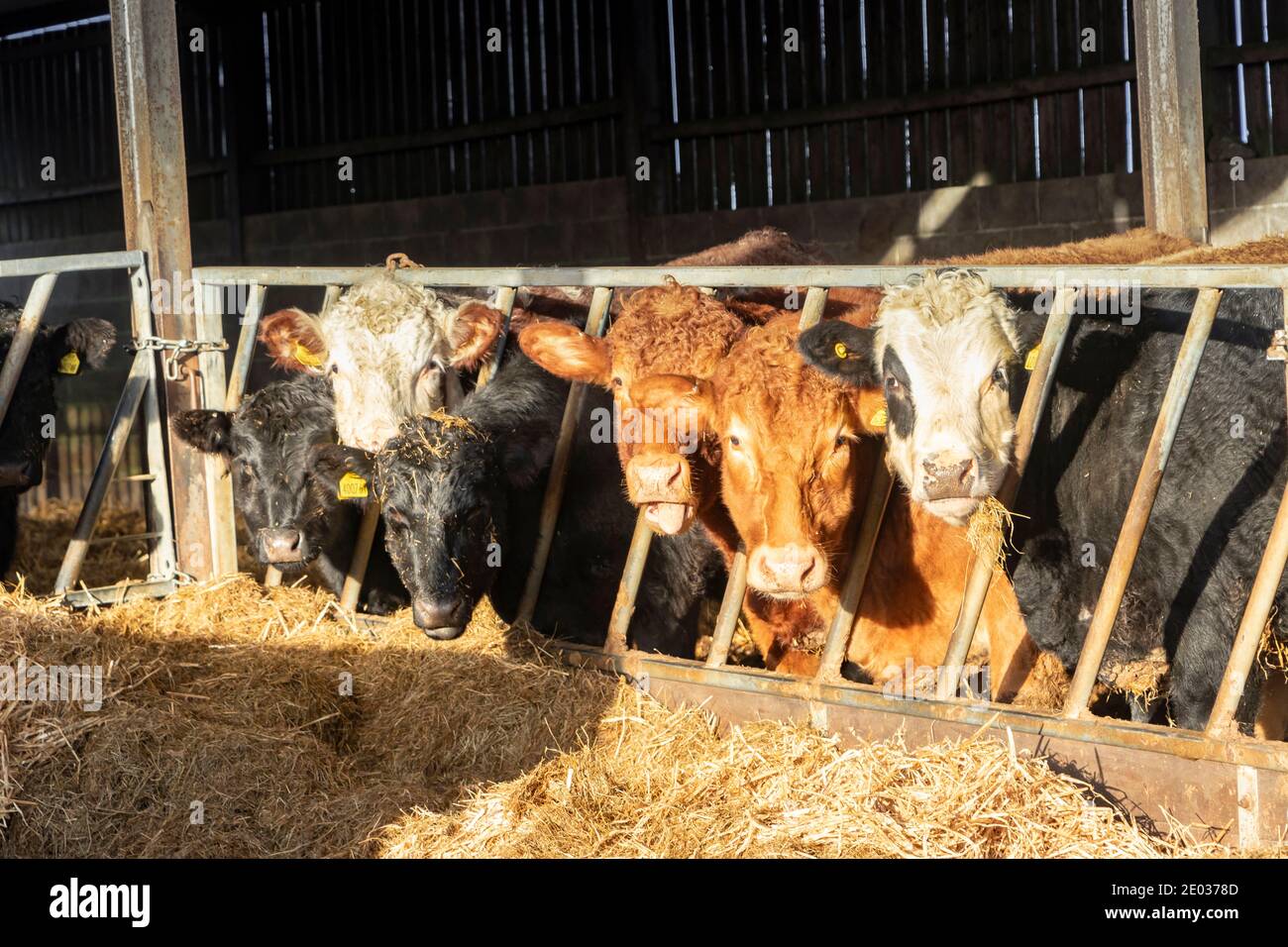 Cattle fattening barn hi-res stock photography and images - Alamy