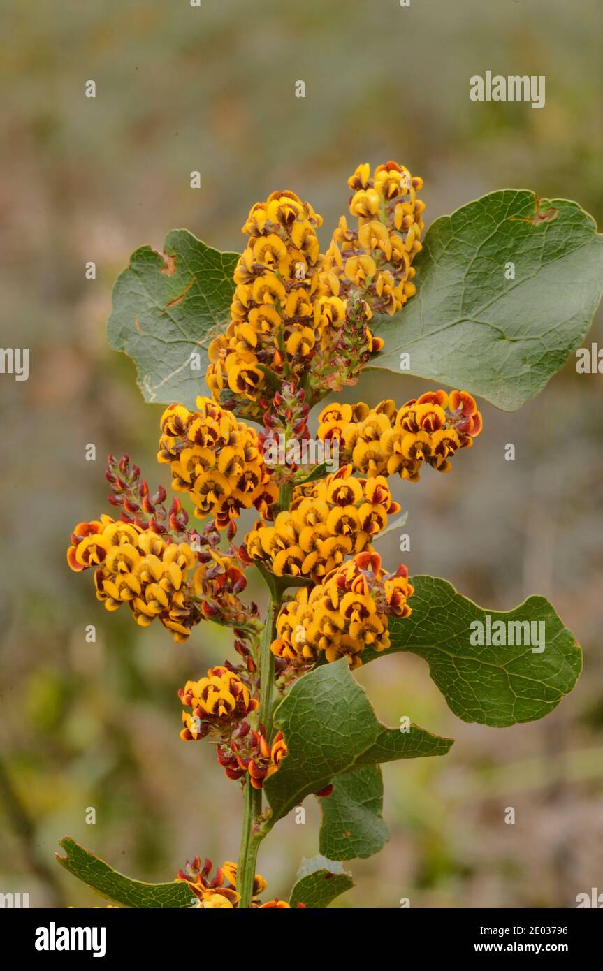 Hop Bitterpea (Native Hop) Daviesia latifolia FABACEAE Photographed in ...