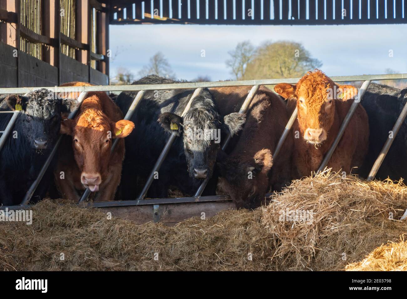 Cows Lined Up High Resolution Stock Photography and Images - Alamy